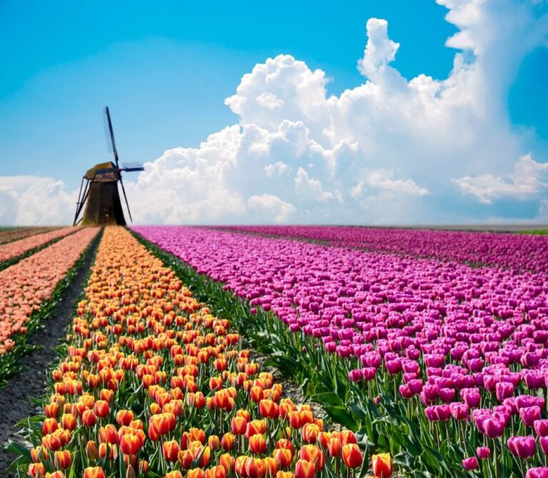 What Is the Netherlands Known For? | Wanderlust Crew